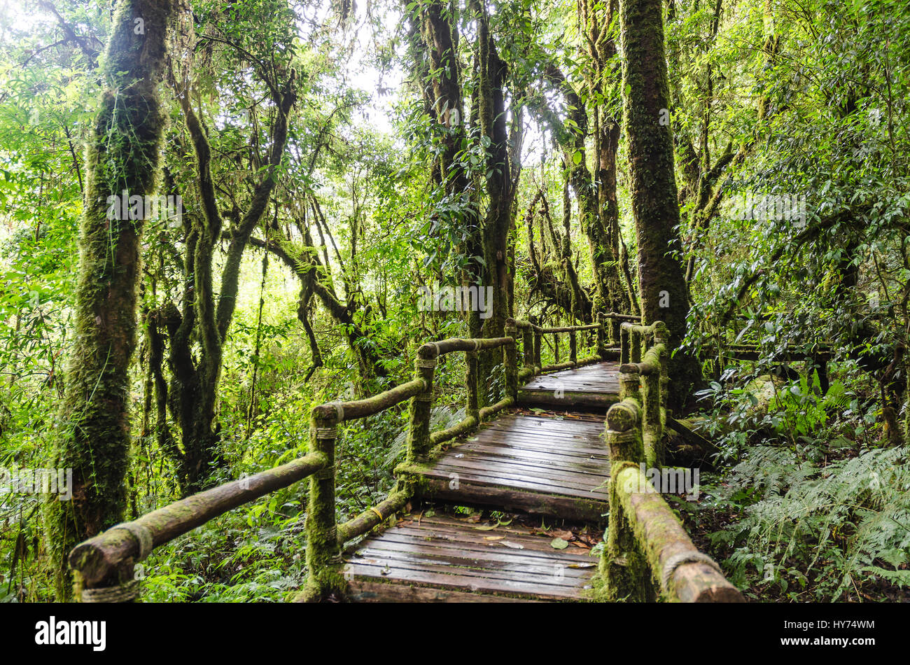 Pathway in forest at doi inthanon chiangmai thailand Stock Photo - Alamy
