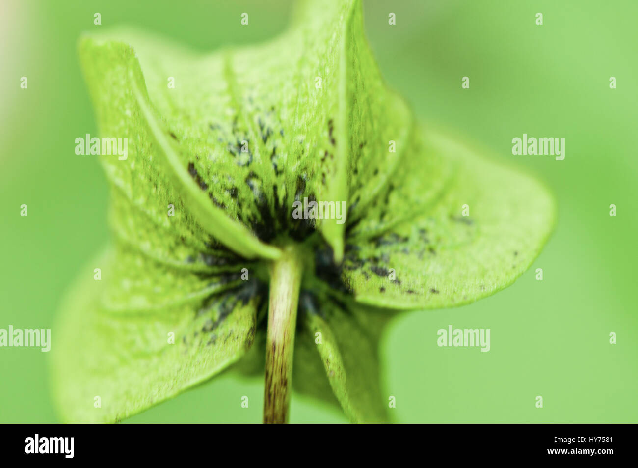 Nicandra physaloides hi-res stock photography and images - Alamy