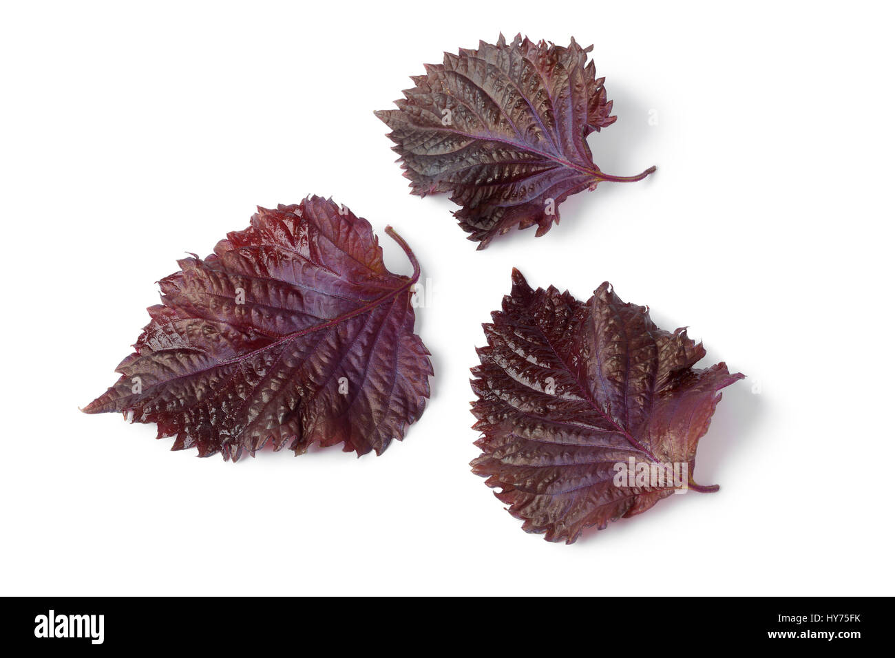 Fresh red shiso leaves on white background Stock Photo - Alamy