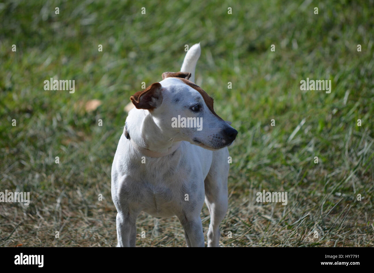 Adorable parson russel terrier dog with a stripe on his face Stock ...