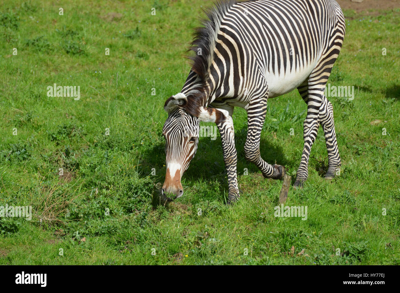 Ambling in field hi-res stock photography and images - Alamy