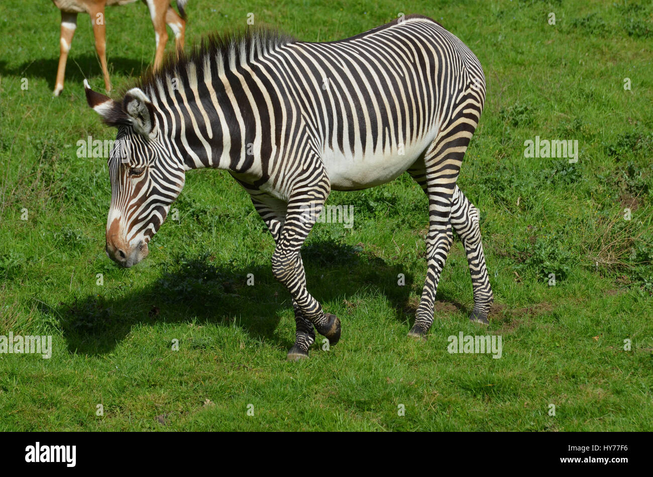 Amazing zebra wandering on a prairie with green grass Stock Photo - Alamy
