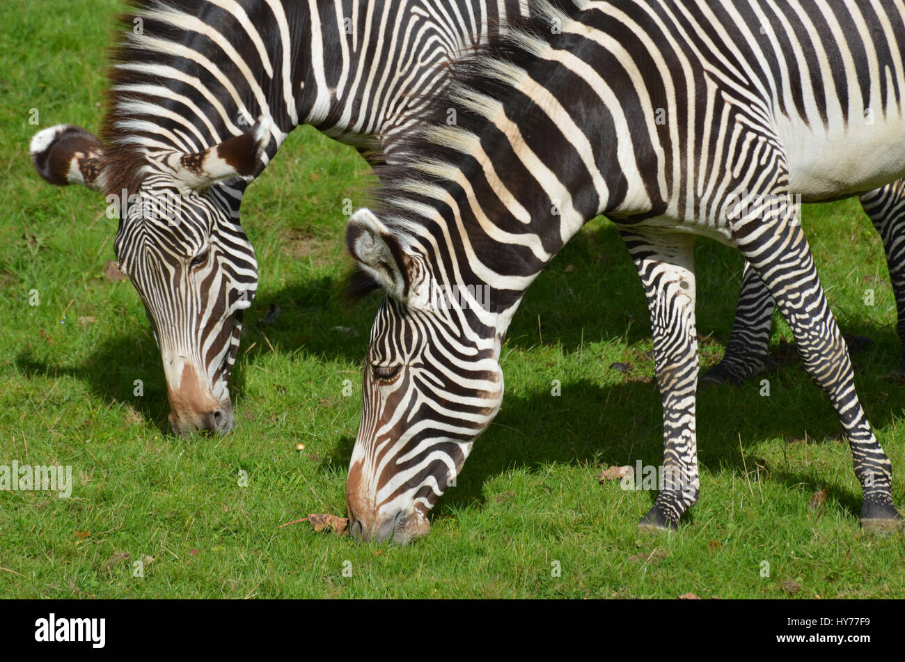 Adorable pair of grazing zebras on a prairie Stock Photo - Alamy