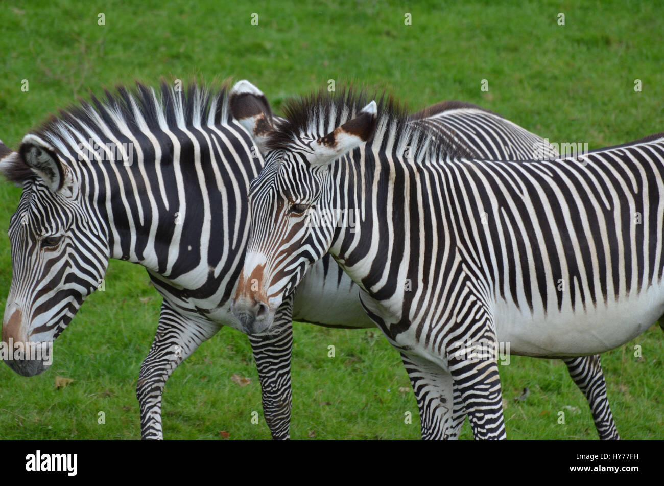 Fantastic ambling pair of zebras walking together in a field Stock ...