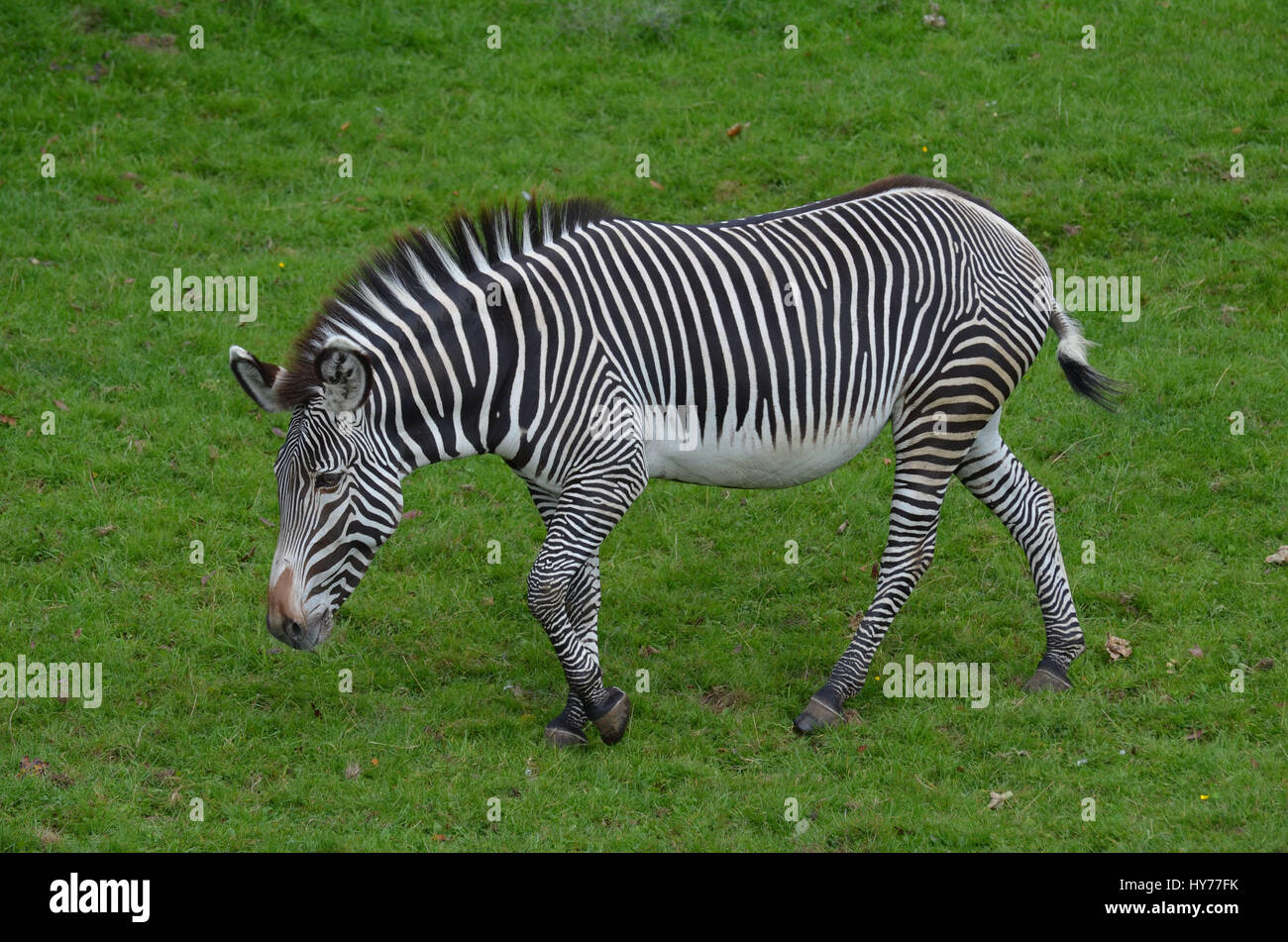 Burchells zebra markings hi-res stock photography and images - Alamy