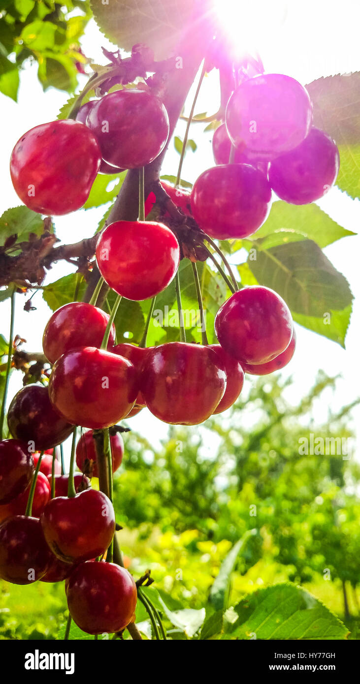 Bunches of ripe cherries filled with sun light, close up Stock Photo ...