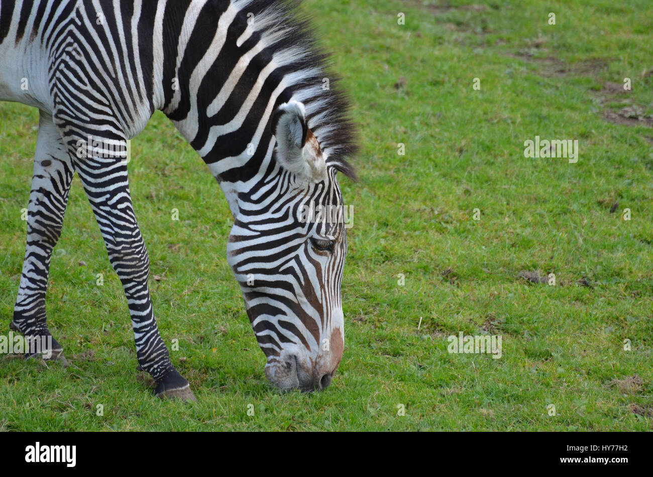 Grazing bold striped zebra in a grass field Stock Photo - Alamy