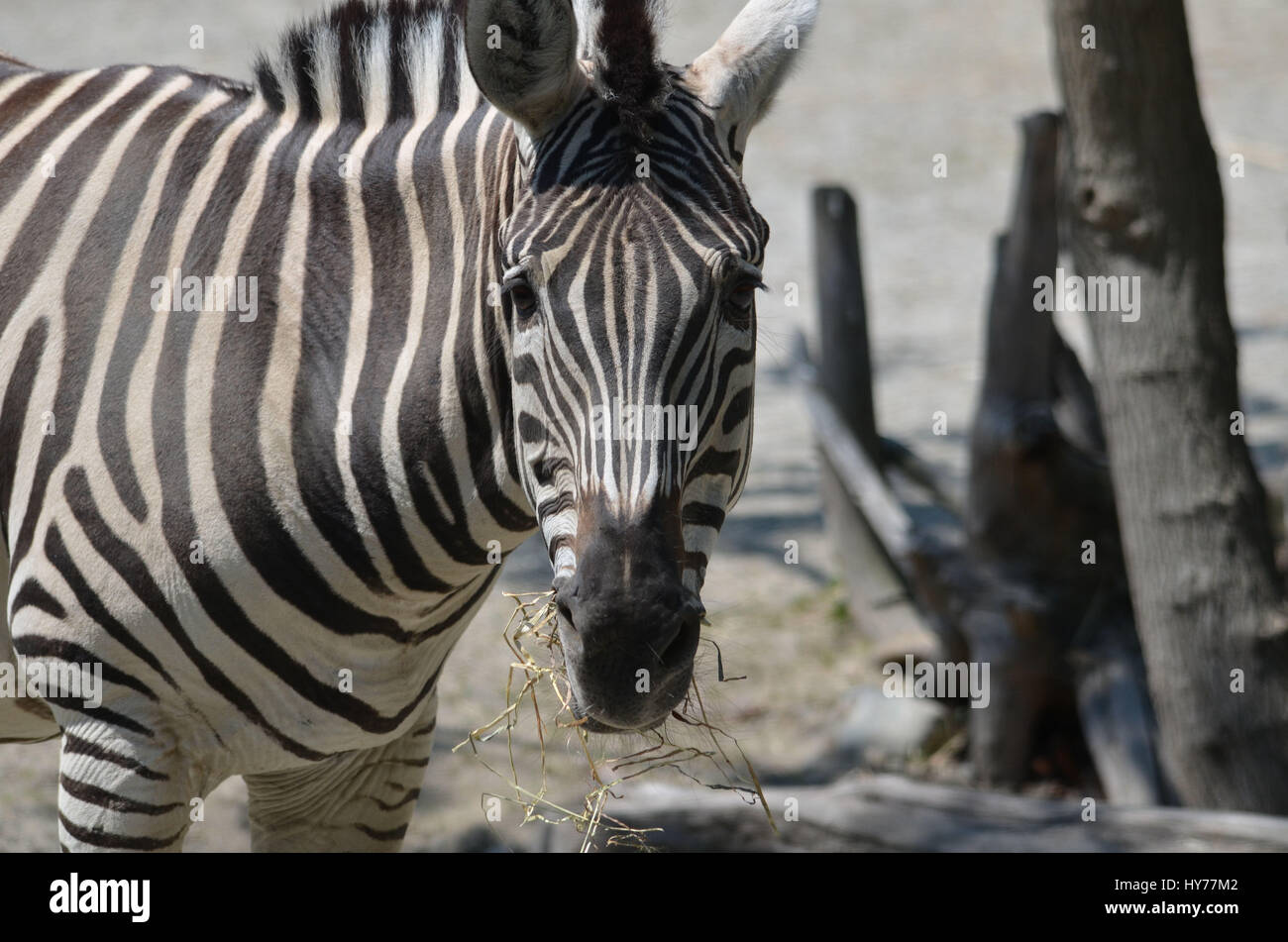 Zebra Eating Hay High Resolution Stock Photography and Images - Alamy