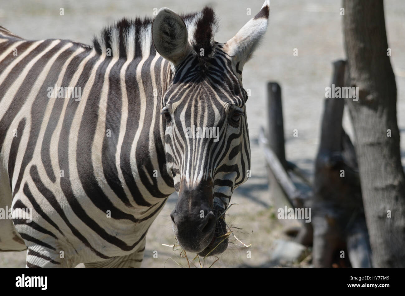 Zebra eating a bunch of hay with some sticking out of his mouth Stock ...