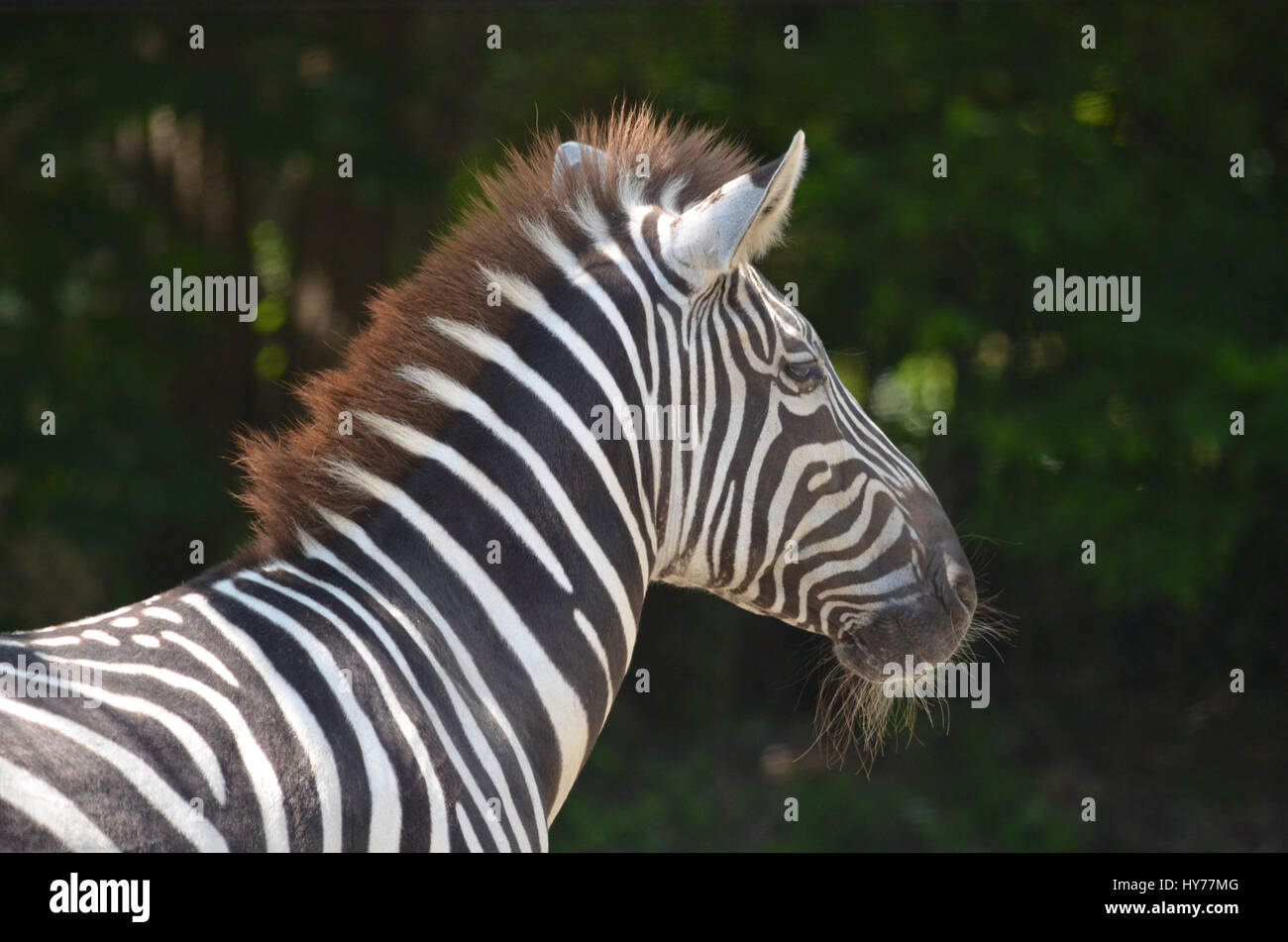 Amazing look at a zebra with whiskers on his chin Stock Photo - Alamy
