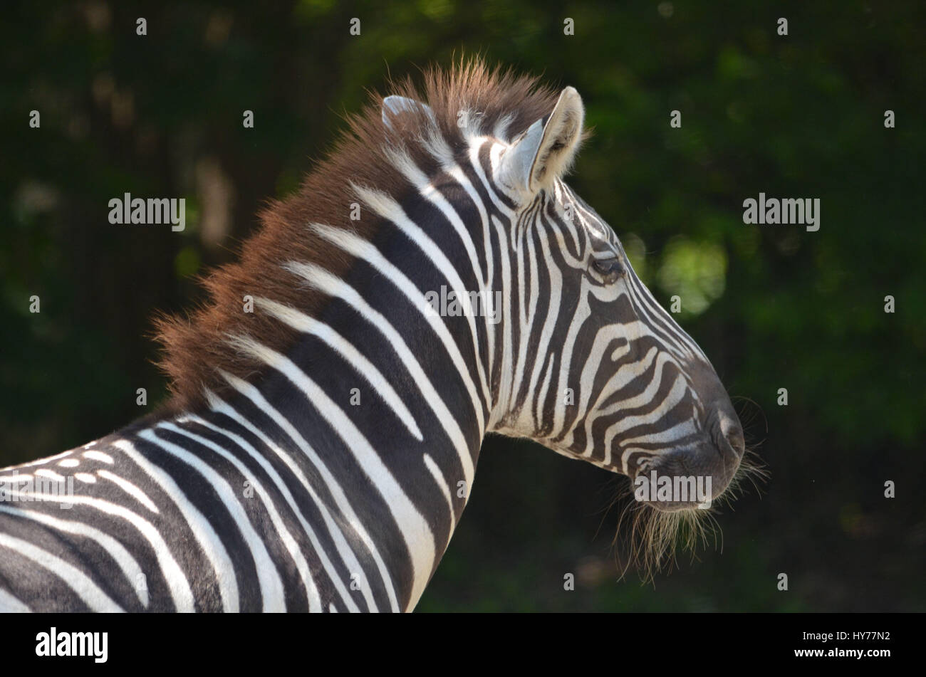 Zebra with long whiskers on his chin Stock Photo - Alamy