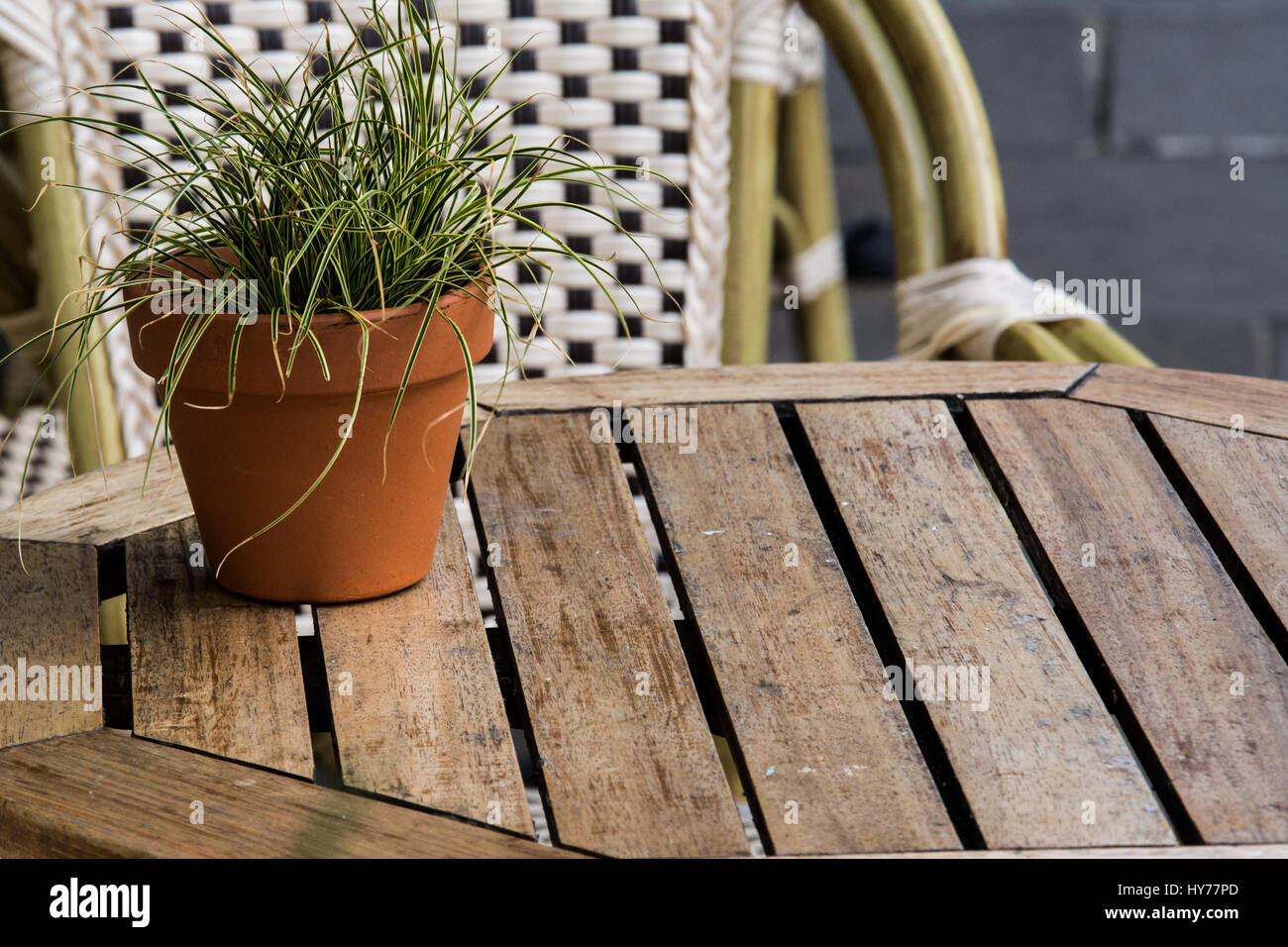 Ornamental grass pot hi-res stock photography and images - Alamy