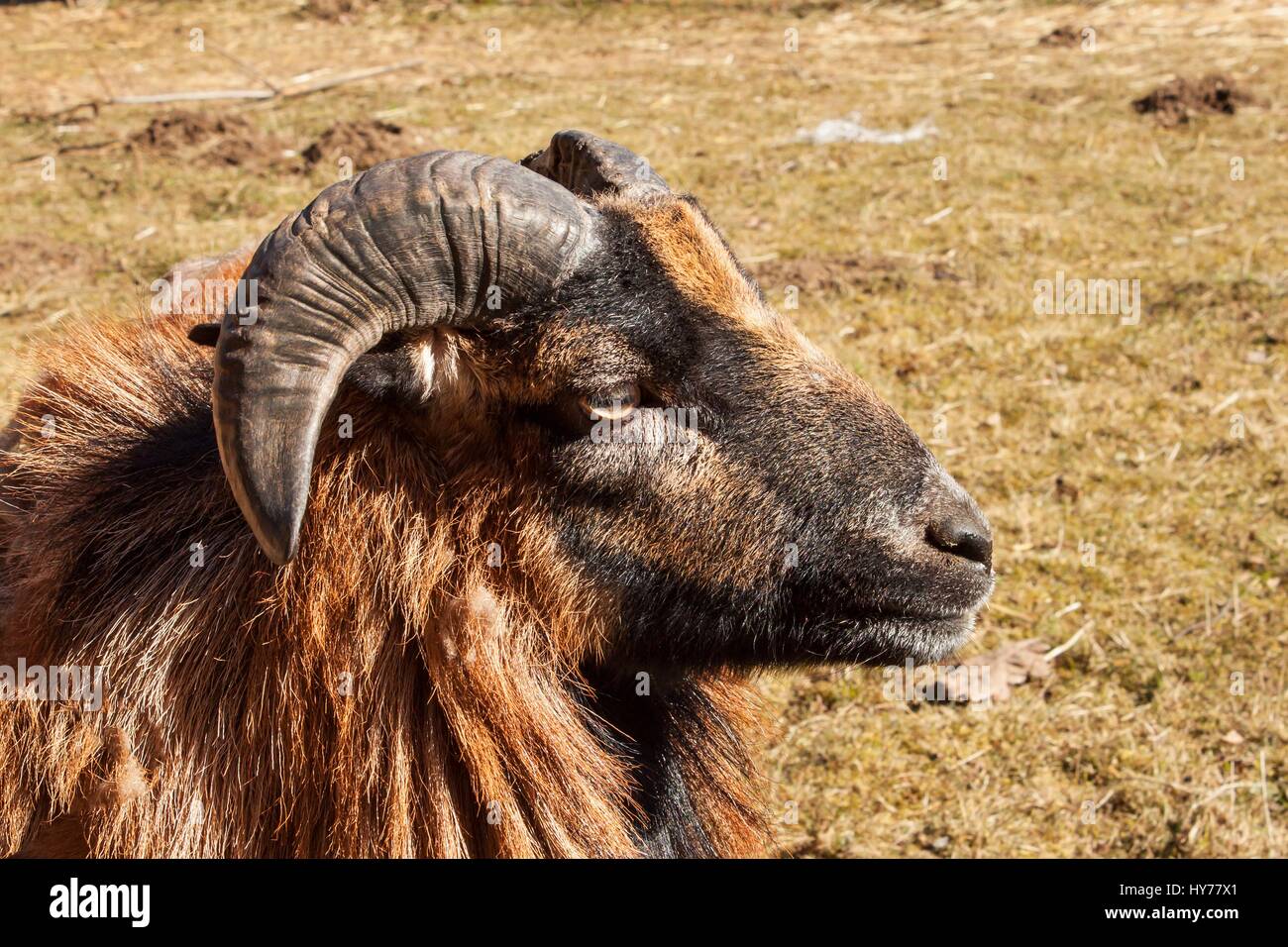 Detailed view of the head of the ram. Breeding of domestic animals ...