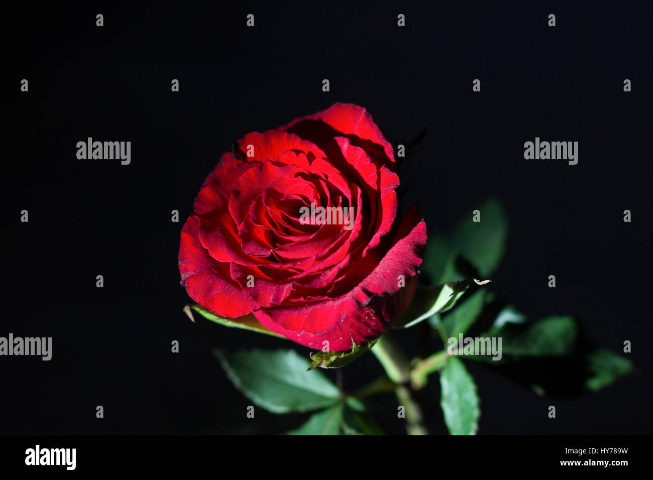 Red lonely rose on a black background Stock Photo - Alamy