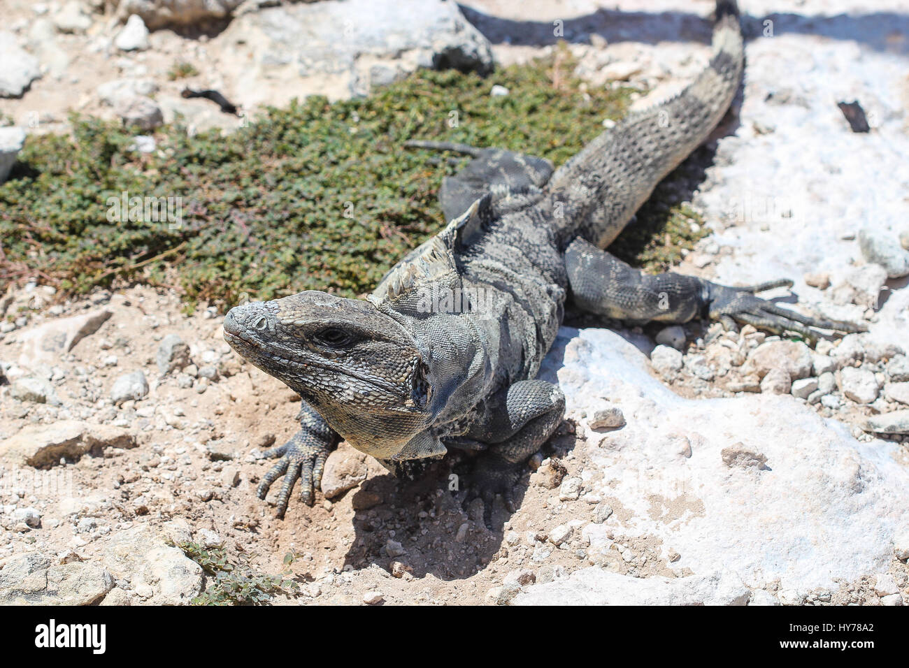 Lizards on the rocks near ocean Stock Photo - Alamy