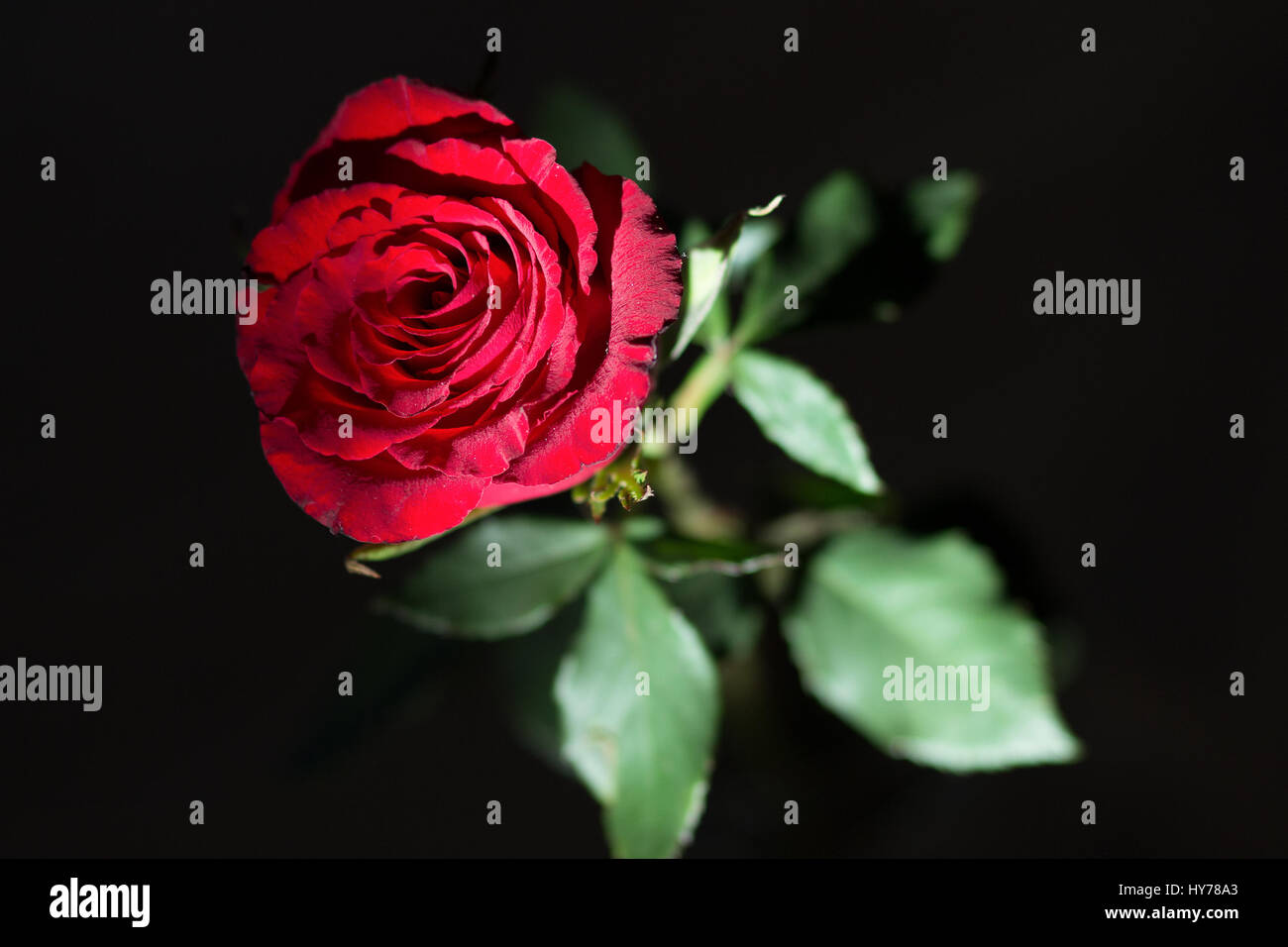 Red lonely rose on a black background Stock Photo - Alamy
