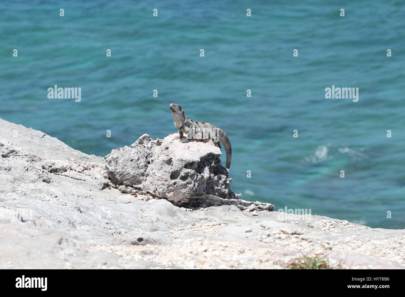 Lizards on the rocks near ocean Stock Photo - Alamy