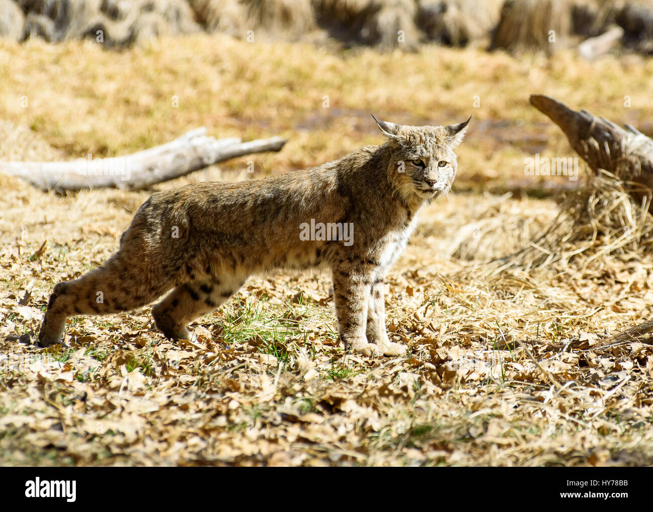 Lynx ears hi-res stock photography and images - Alamy
