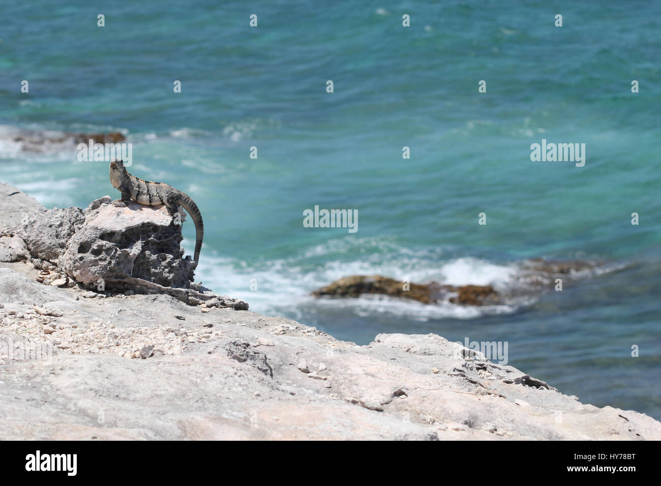 Lizards on the rocks near ocean Stock Photo - Alamy
