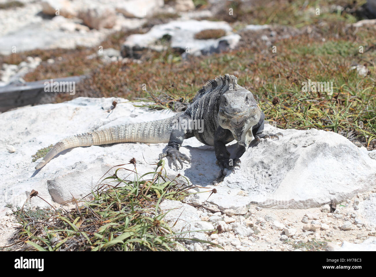 Lizards on the rocks near ocean Stock Photo - Alamy