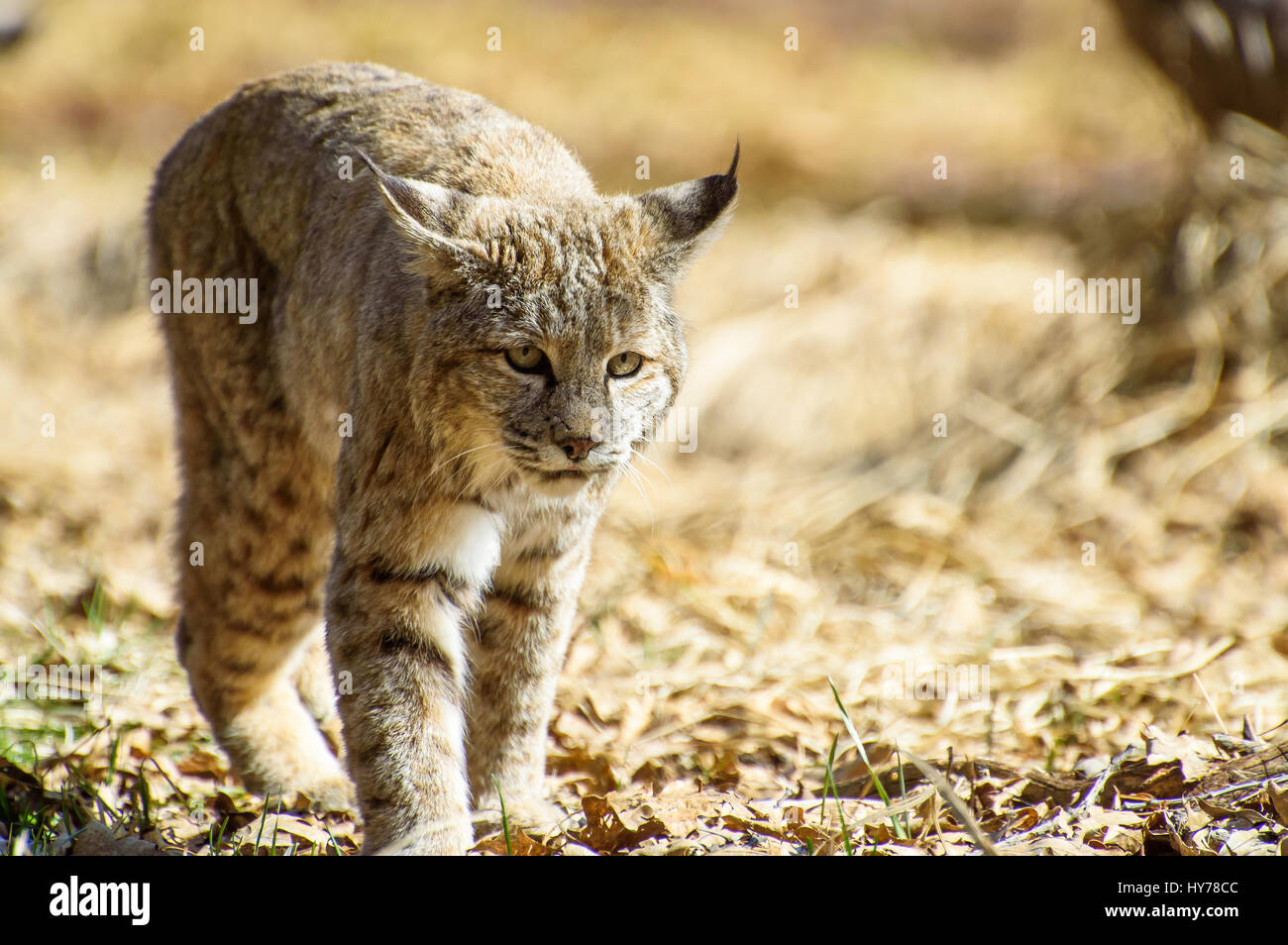 Bobcat, Lynx Rufus, Yosemite National Park USA Stock Photo - Alamy
