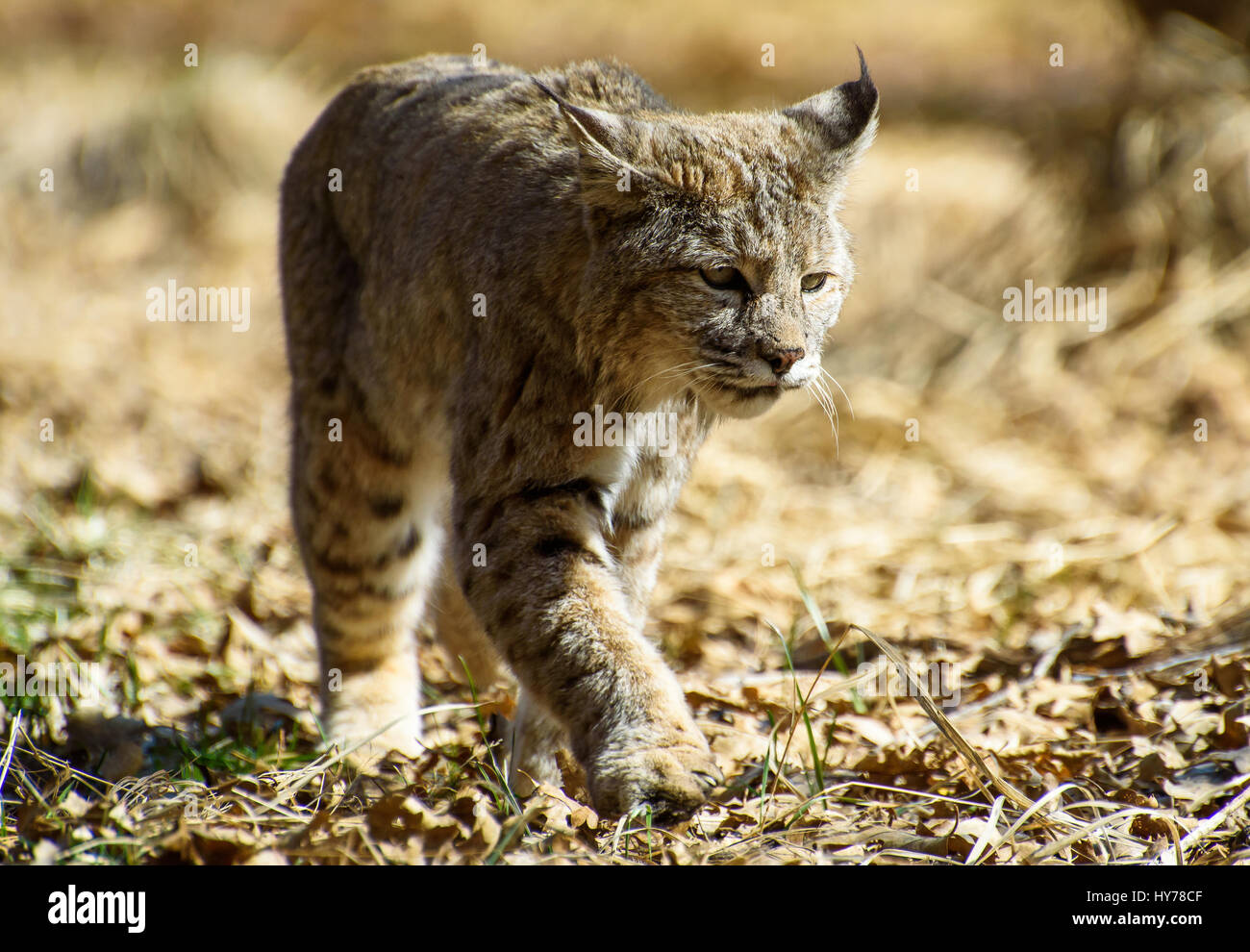 Bobcat, Lynx Rufus, Yosemite National Park USA Stock Photo - Alamy