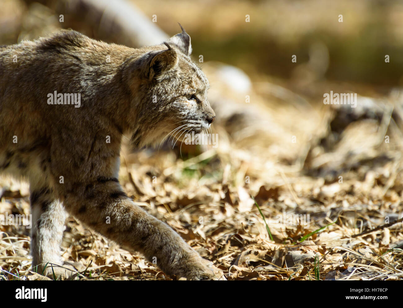 Bobcat, Lynx Rufus, Yosemite National Park USA Stock Photo - Alamy