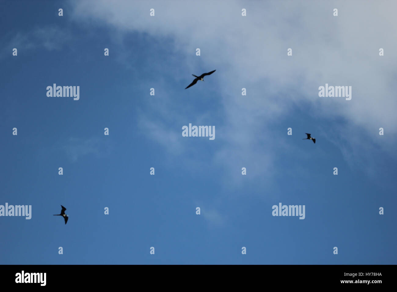Birds flying in circles hi-res stock photography and images - Alamy