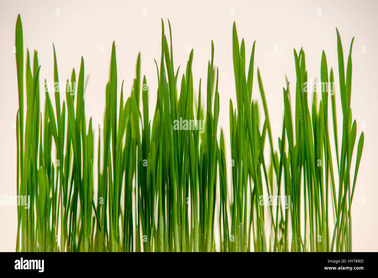 green grass spring - isolated Stock Photo - Alamy