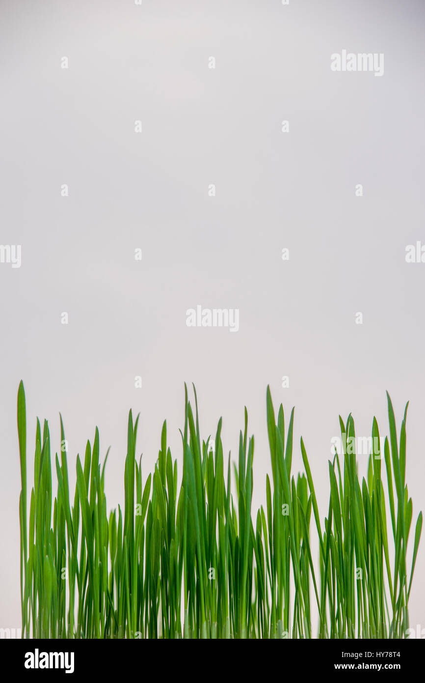green grass spring - isolated Stock Photo - Alamy