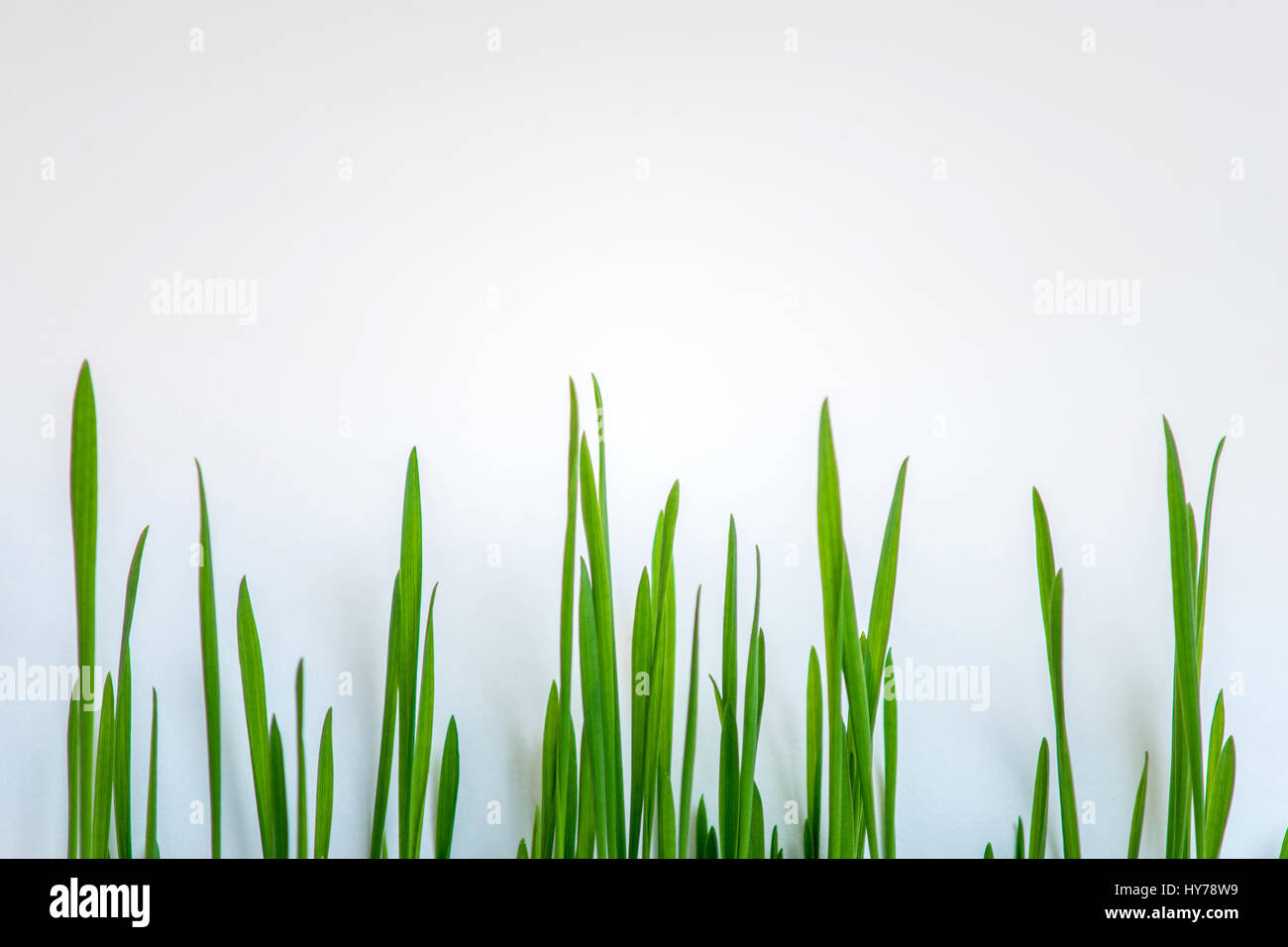 Perfect grass isolated spring hi-res stock photography and images - Alamy