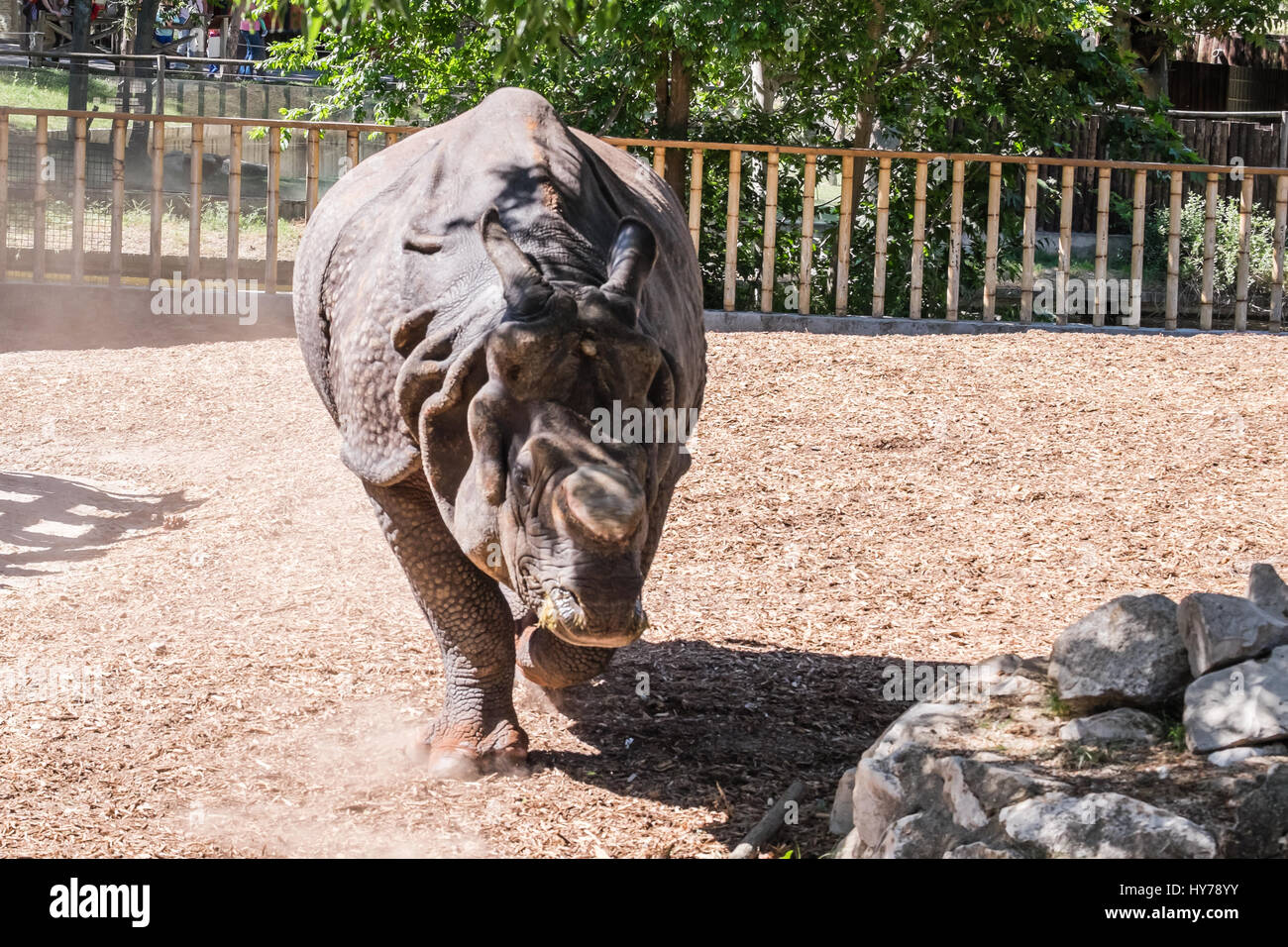 a young indian rhino eating and drinking Stock Photo - Alamy