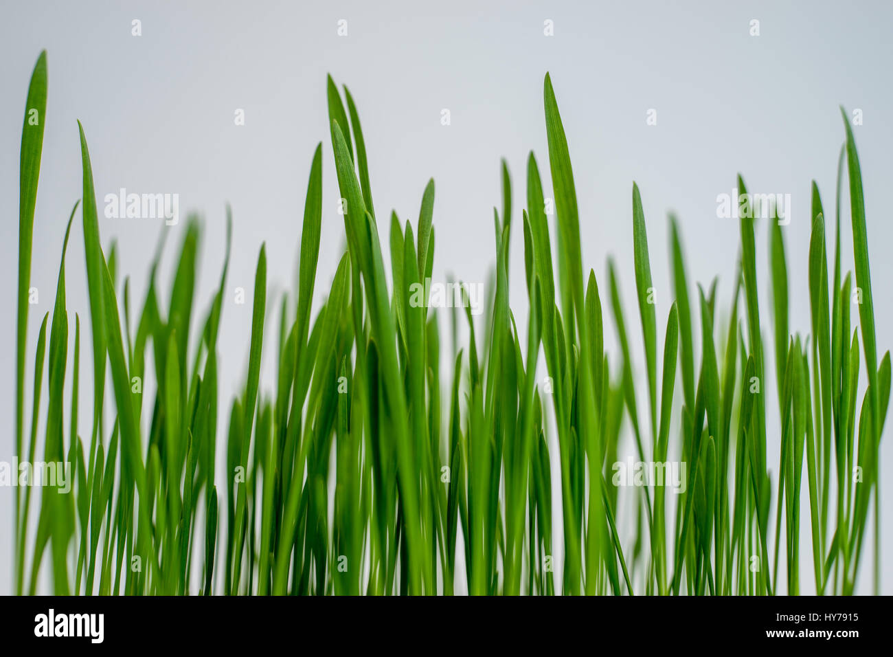 green grass spring - isolated Stock Photo - Alamy