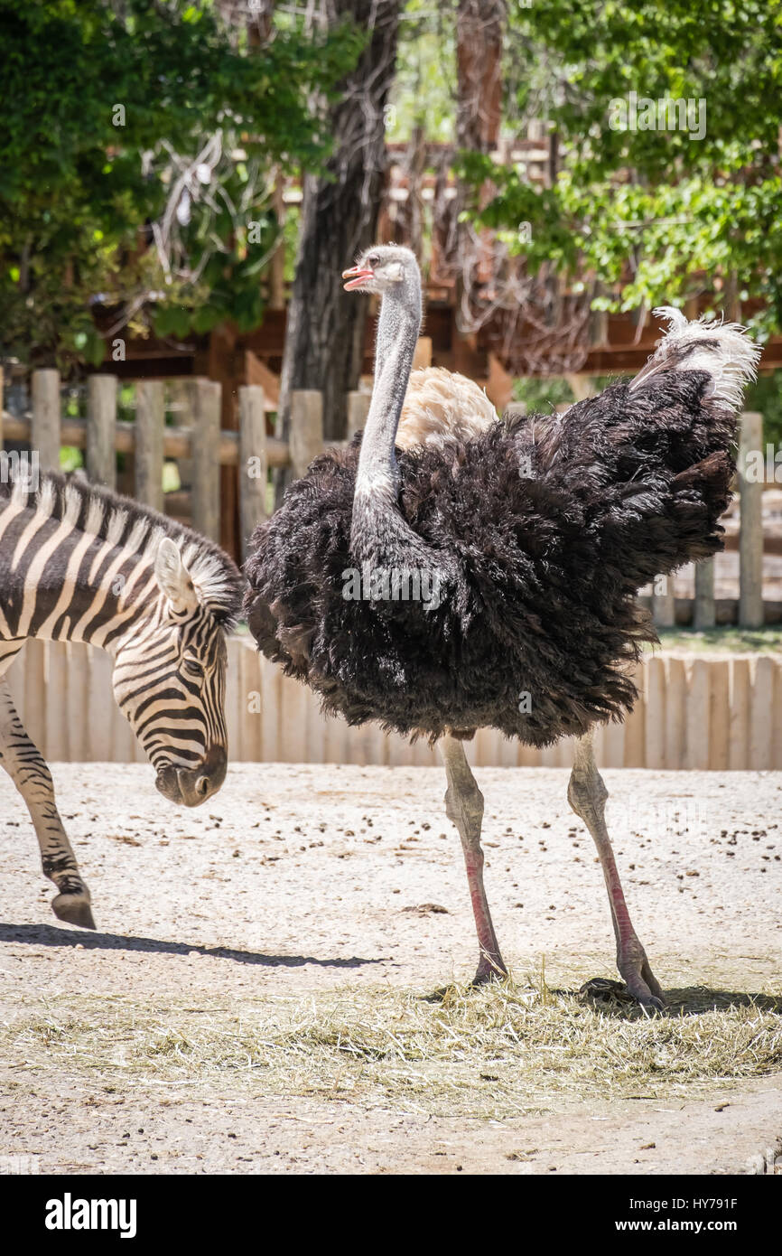 Zebra predator running hi-res stock photography and images - Alamy