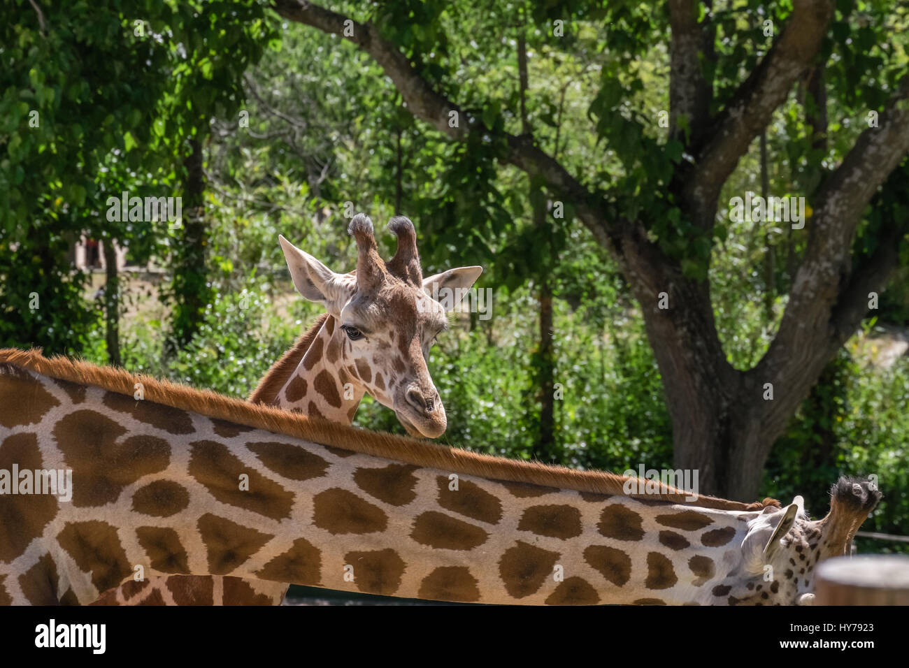 Angry giraffe hi-res stock photography and images - Alamy