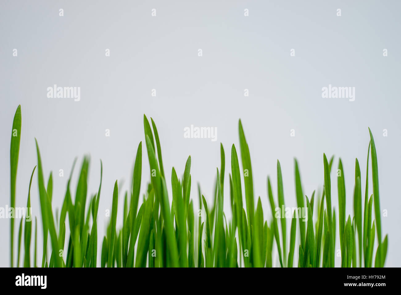 Perfect grass isolated spring hi-res stock photography and images - Alamy