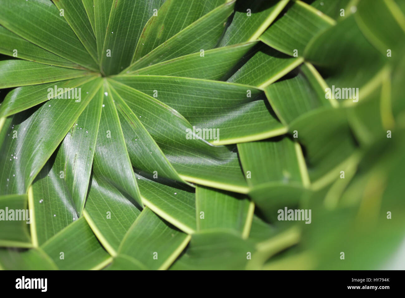 Green braided green leaves into beautiful pattern Stock Photo - Alamy