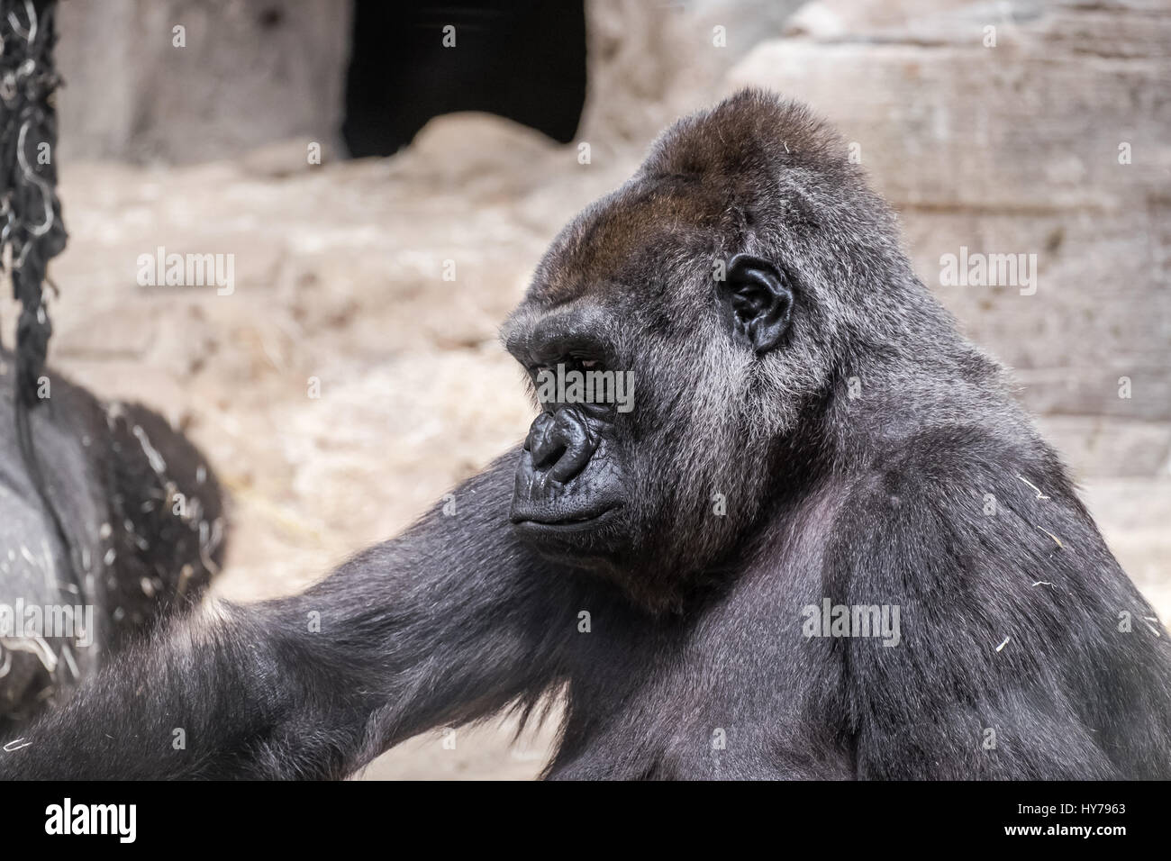 Gorilla side profile hi-res stock photography and images - Alamy