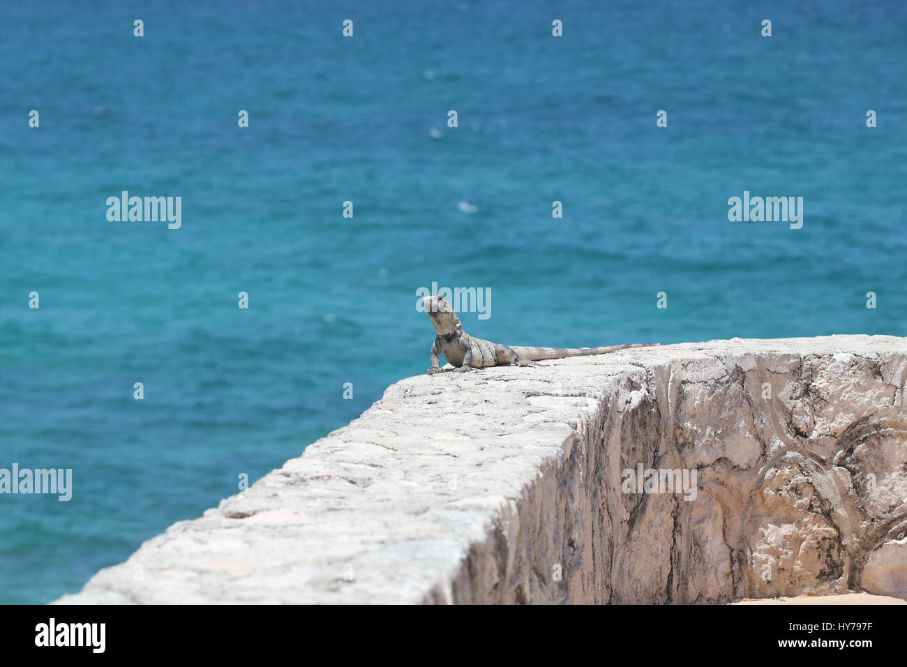 huge lizard on rocks behind blue ocean Stock Photo - Alamy