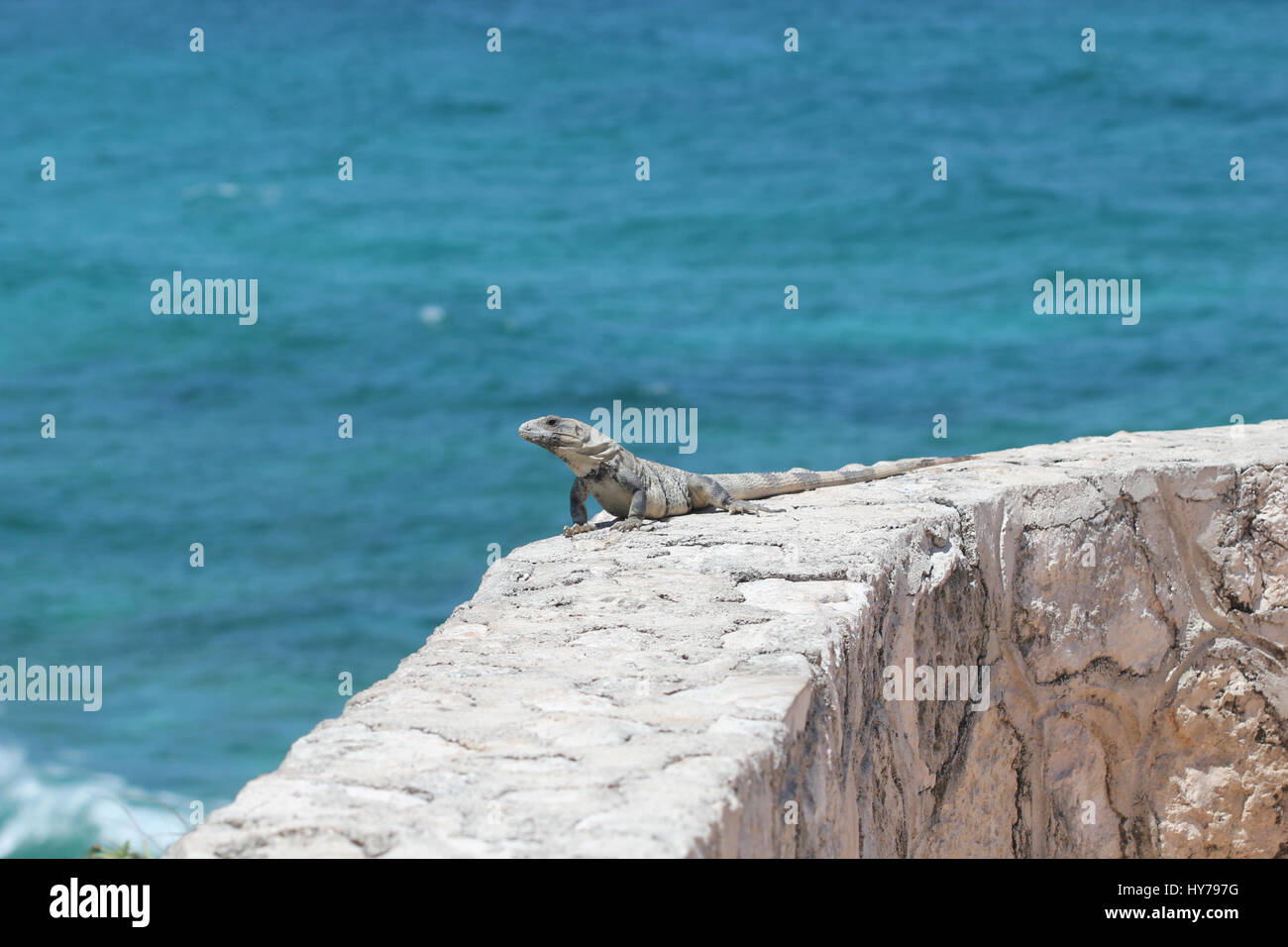 huge lizard on rocks behind blue ocean Stock Photo - Alamy