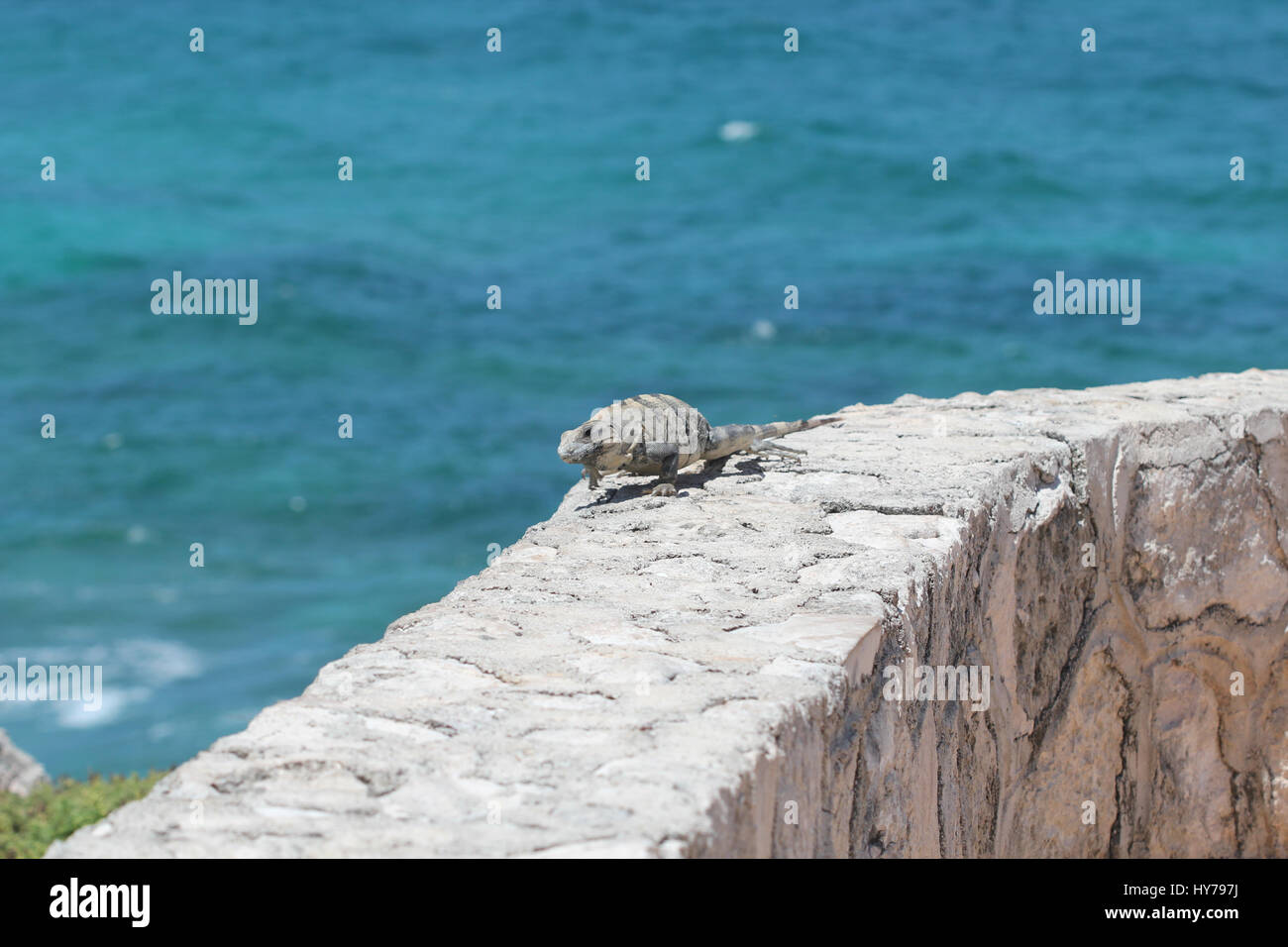 huge lizard on rocks behind blue ocean Stock Photo - Alamy