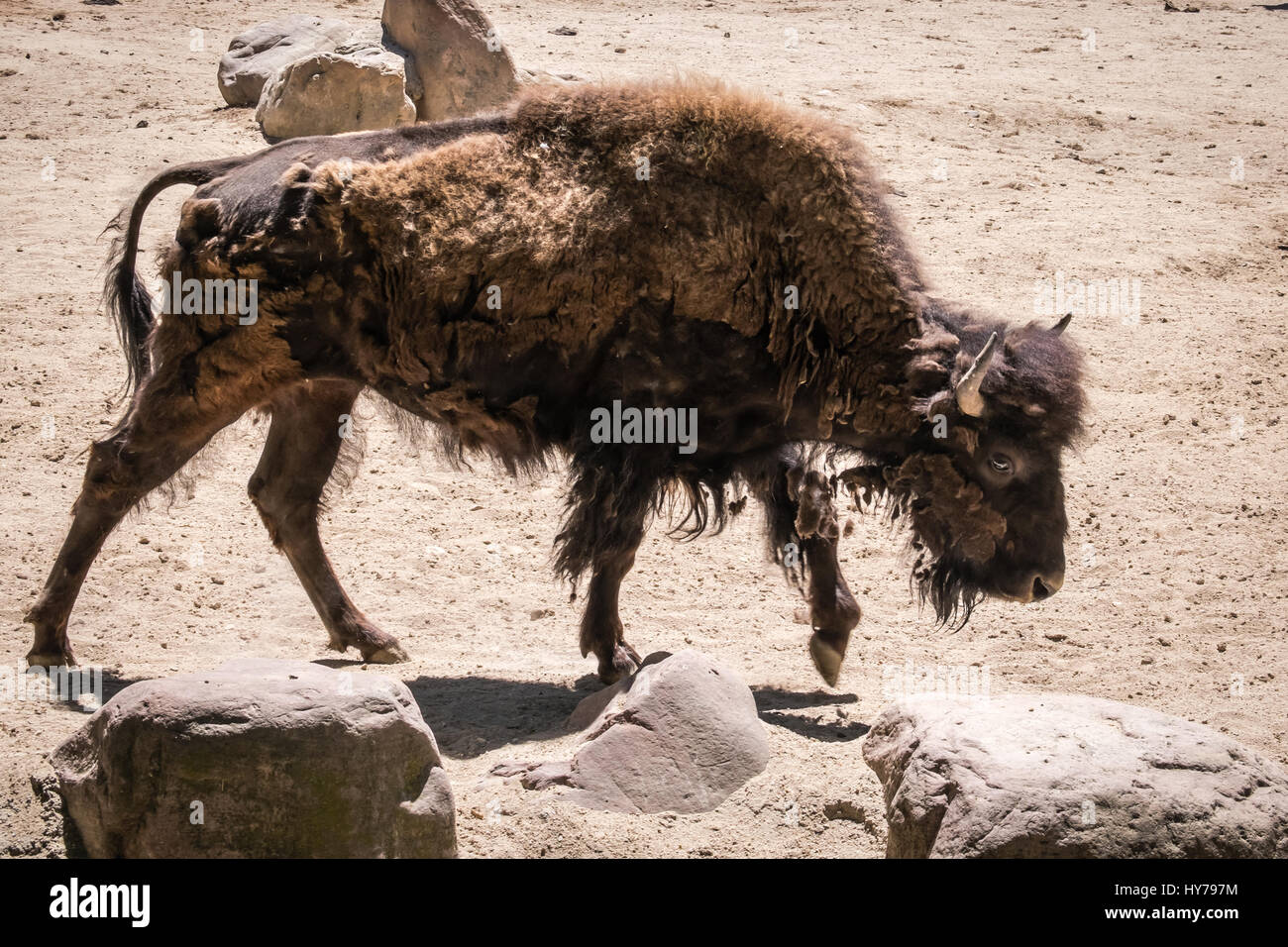 Adult American bison, Bison bison, walking and changing hair Stock ...