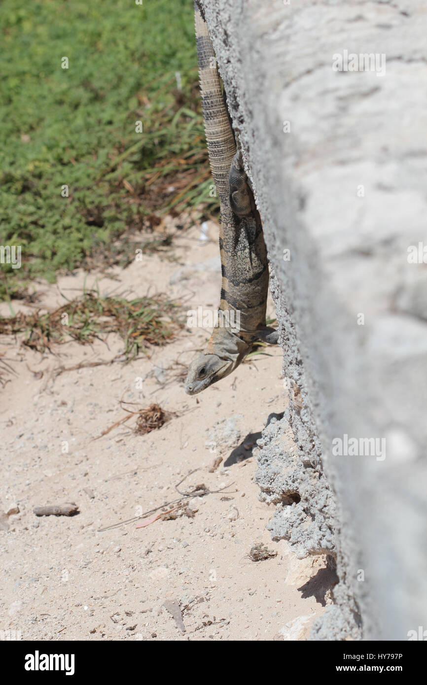 Indian wall lizard hi-res stock photography and images - Alamy