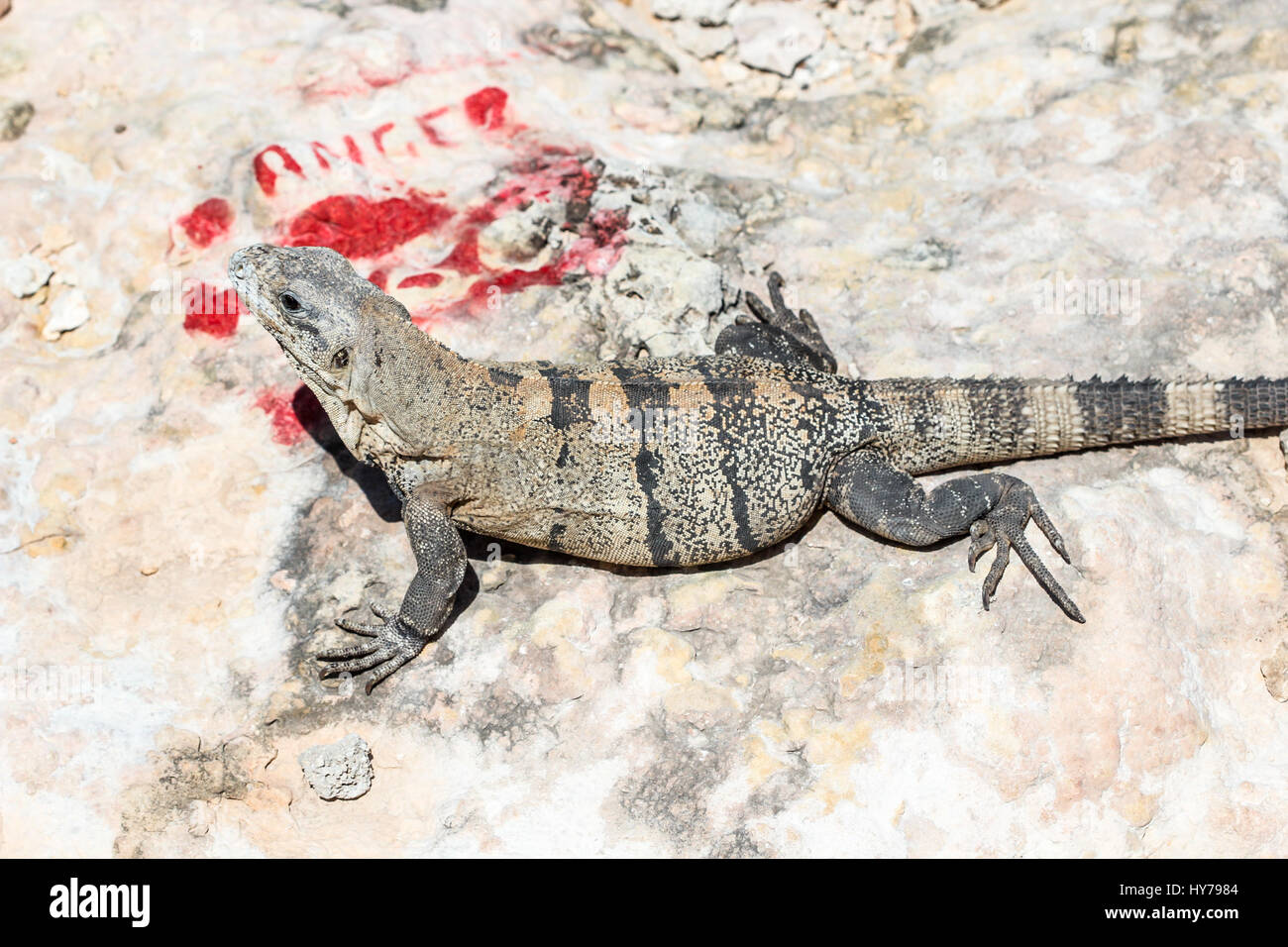 Lizard on the rocks next to ocean Stock Photo - Alamy