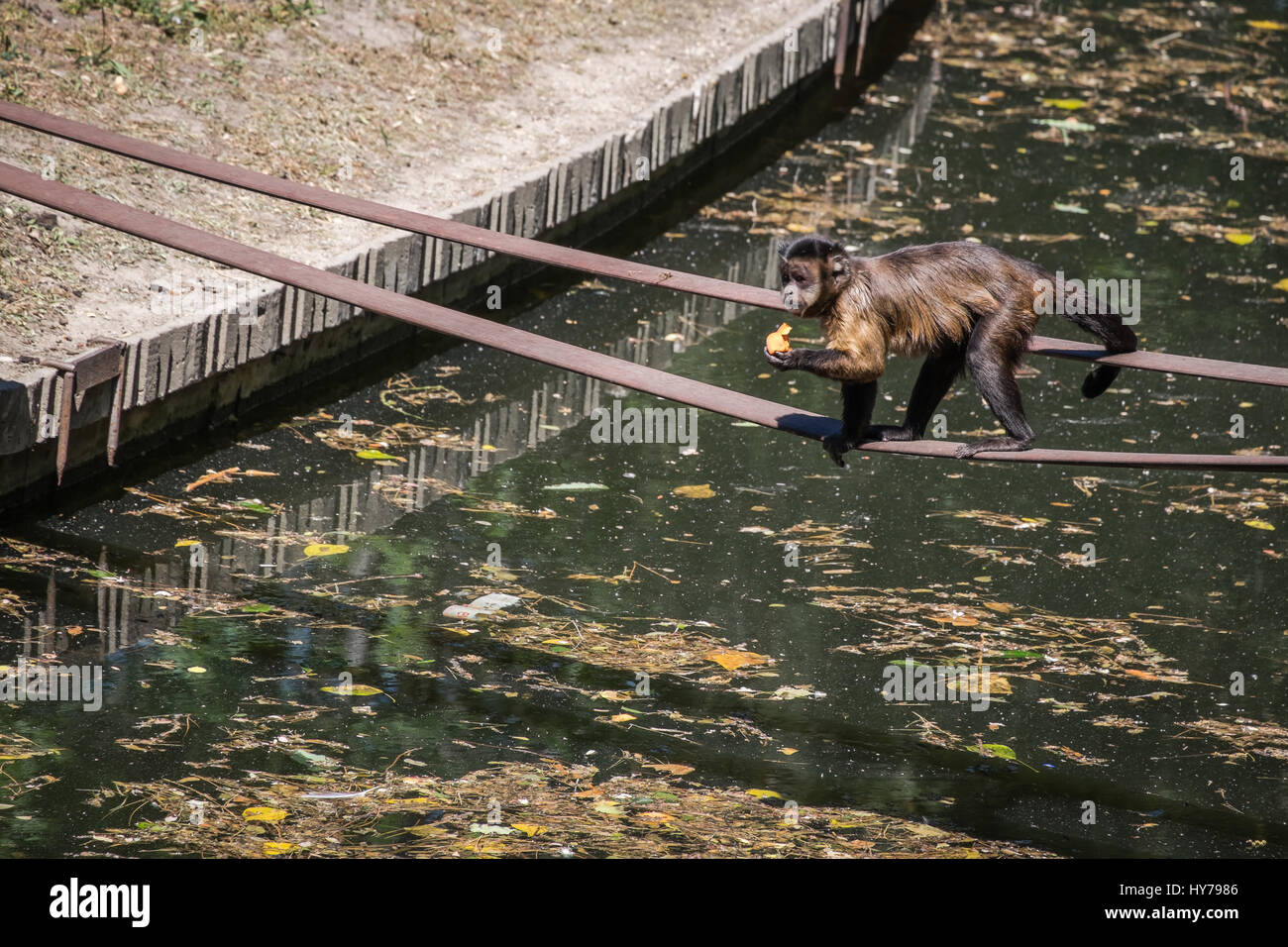 Angry capuchin monkey hi-res stock photography and images - Alamy