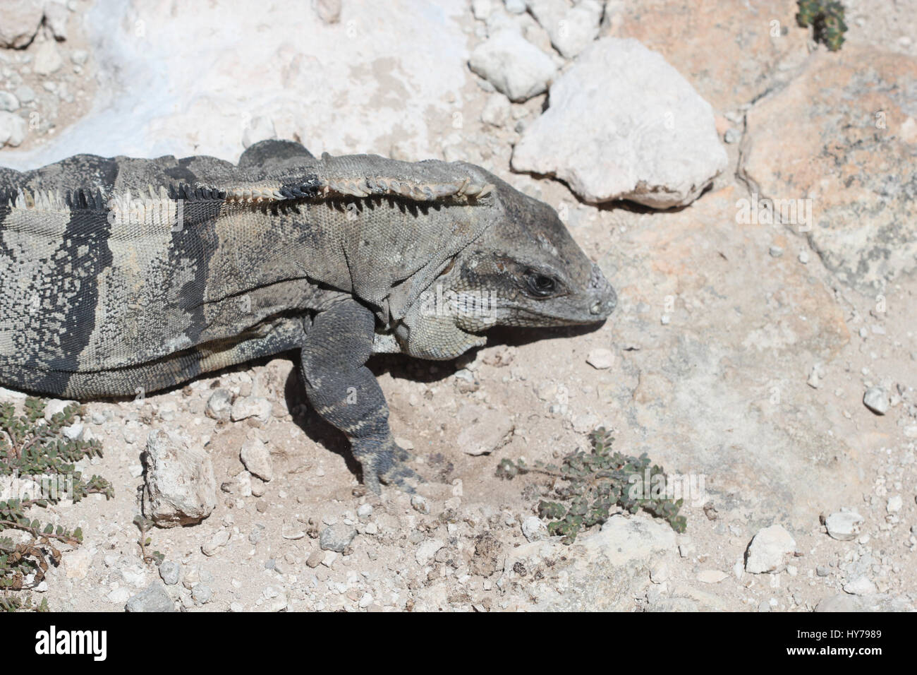 Mongoose caribbean hi-res stock photography and images - Alamy