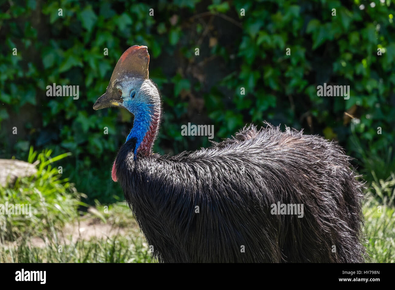 Cassowary profile hi-res stock photography and images - Alamy