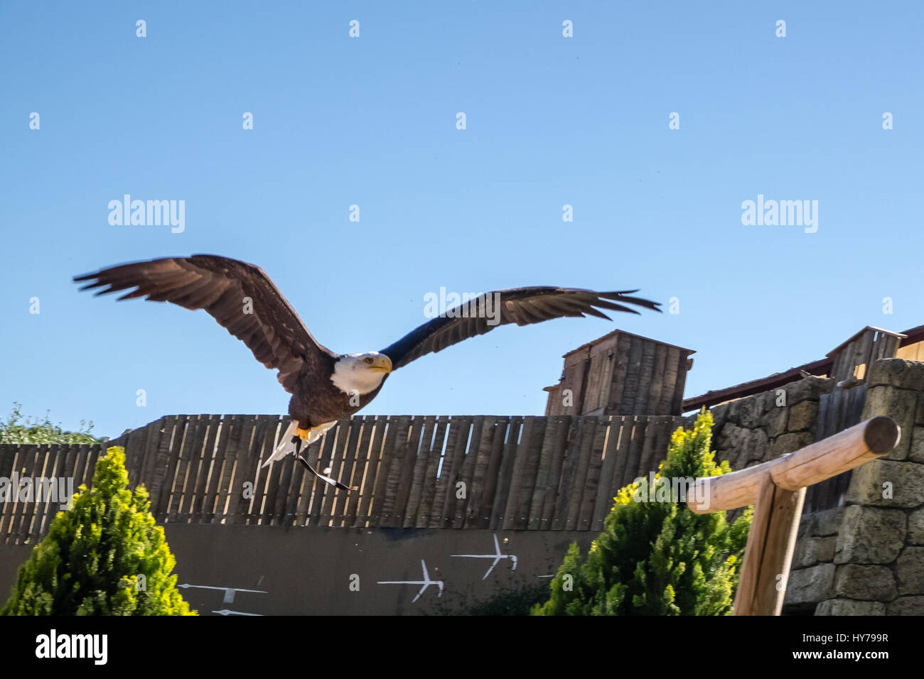 Agila hi-res stock photography and images - Alamy