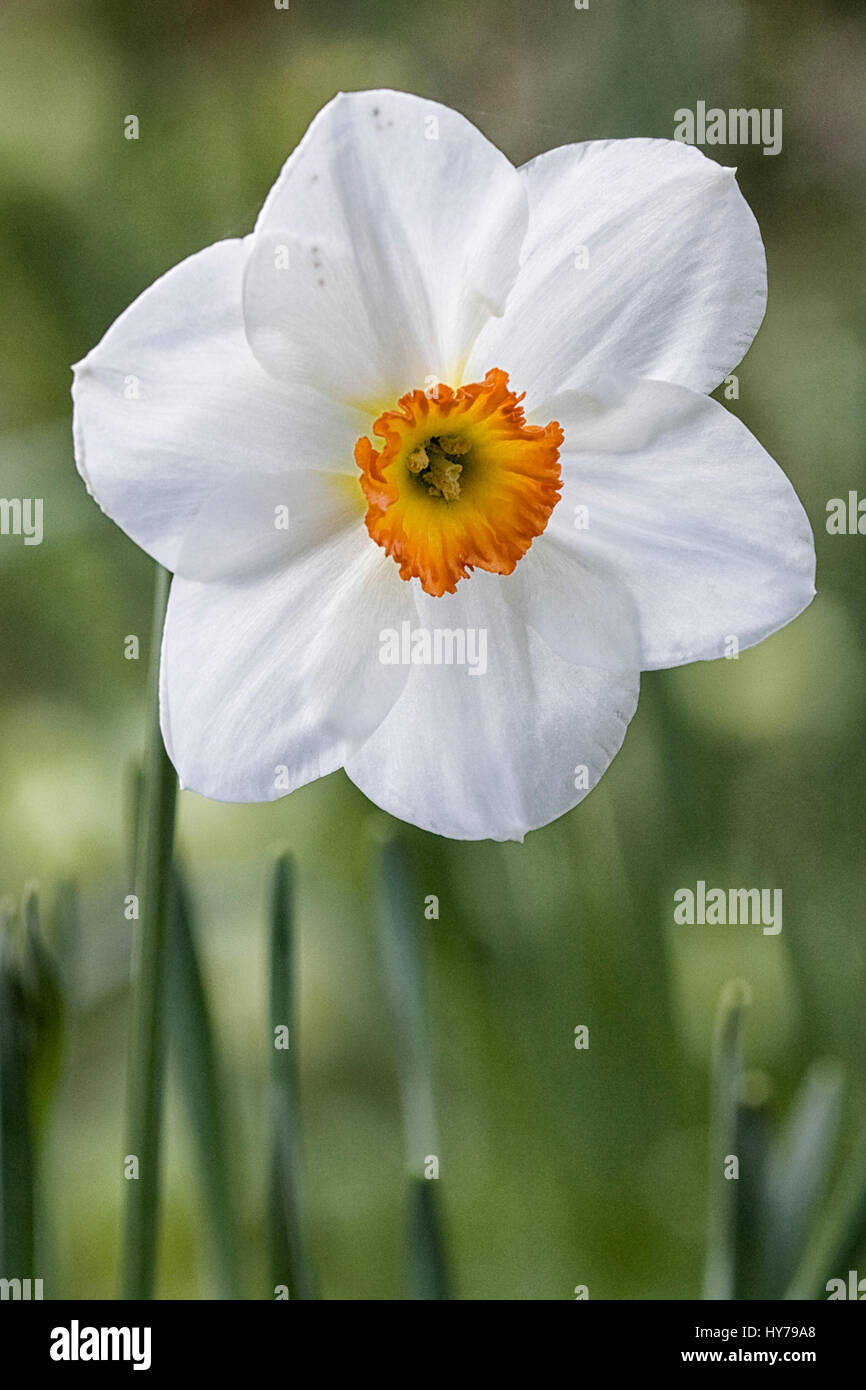 Daffodil narcissus geranium narcissus geranium hi-res stock photography ...