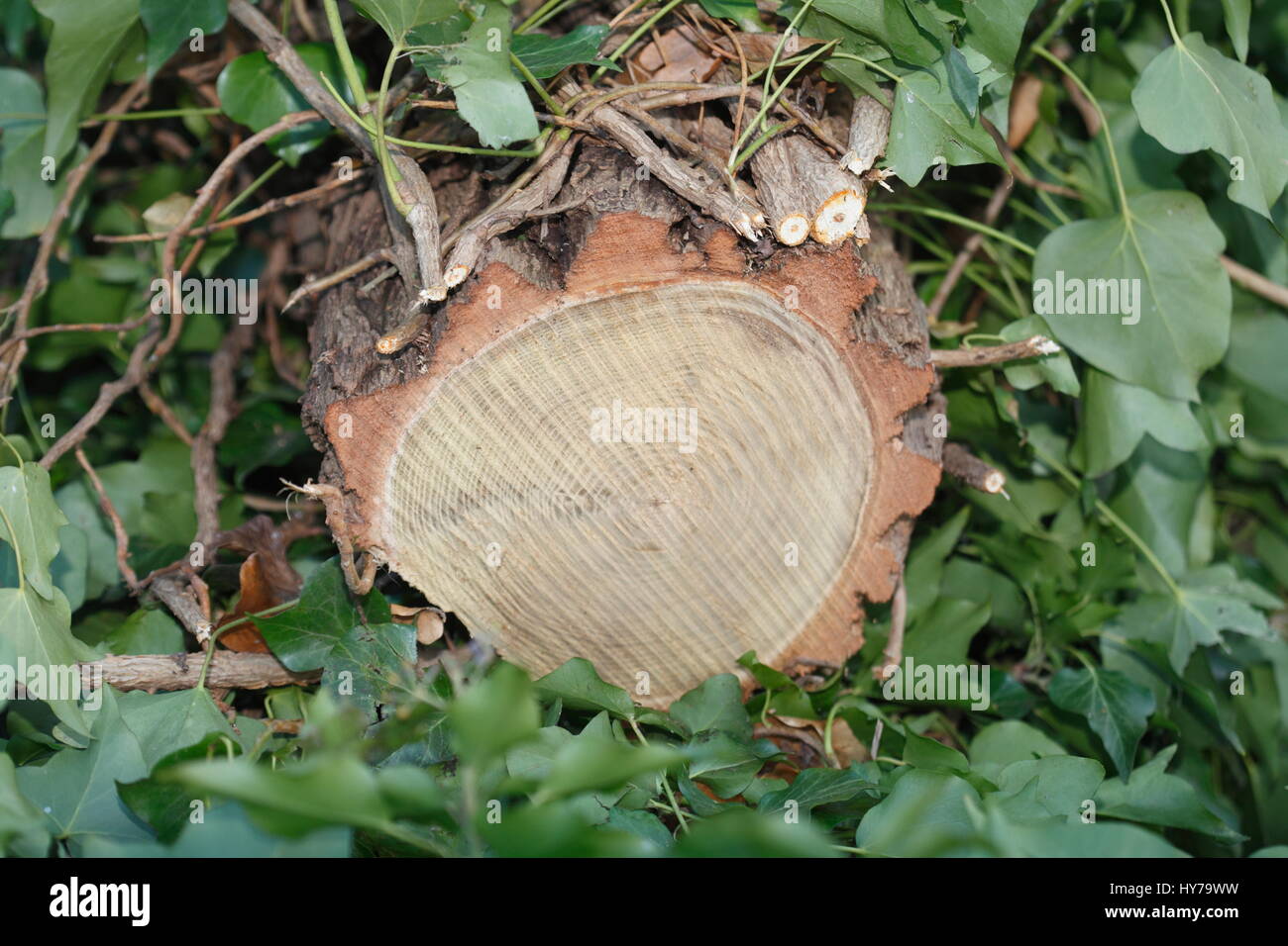 sawed tree trunk Stock Photo - Alamy